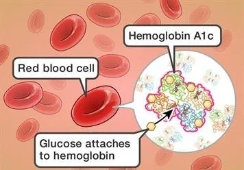 What Are Normal Glucose Levels? — Diabetes Health Literacy Outreach