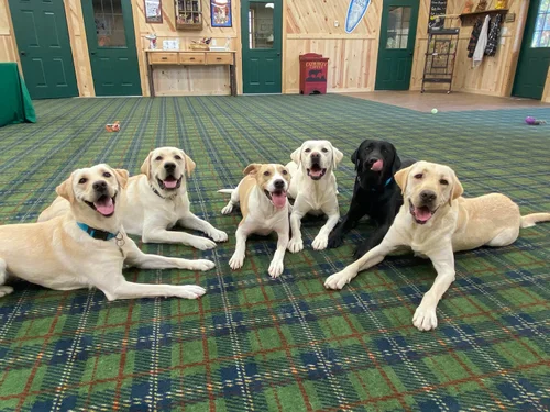 Dog Training Gallery – Joel Slaven's Dog Lodge