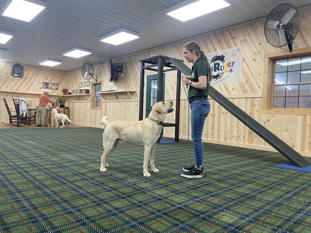 Personalized Dog Training in Central Ohio – Joel Slaven's Dog Lodge