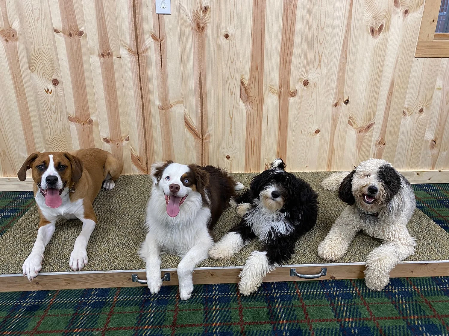 Dog Boarding & Training Testimonials – Joel Slaven's Dog Lodge