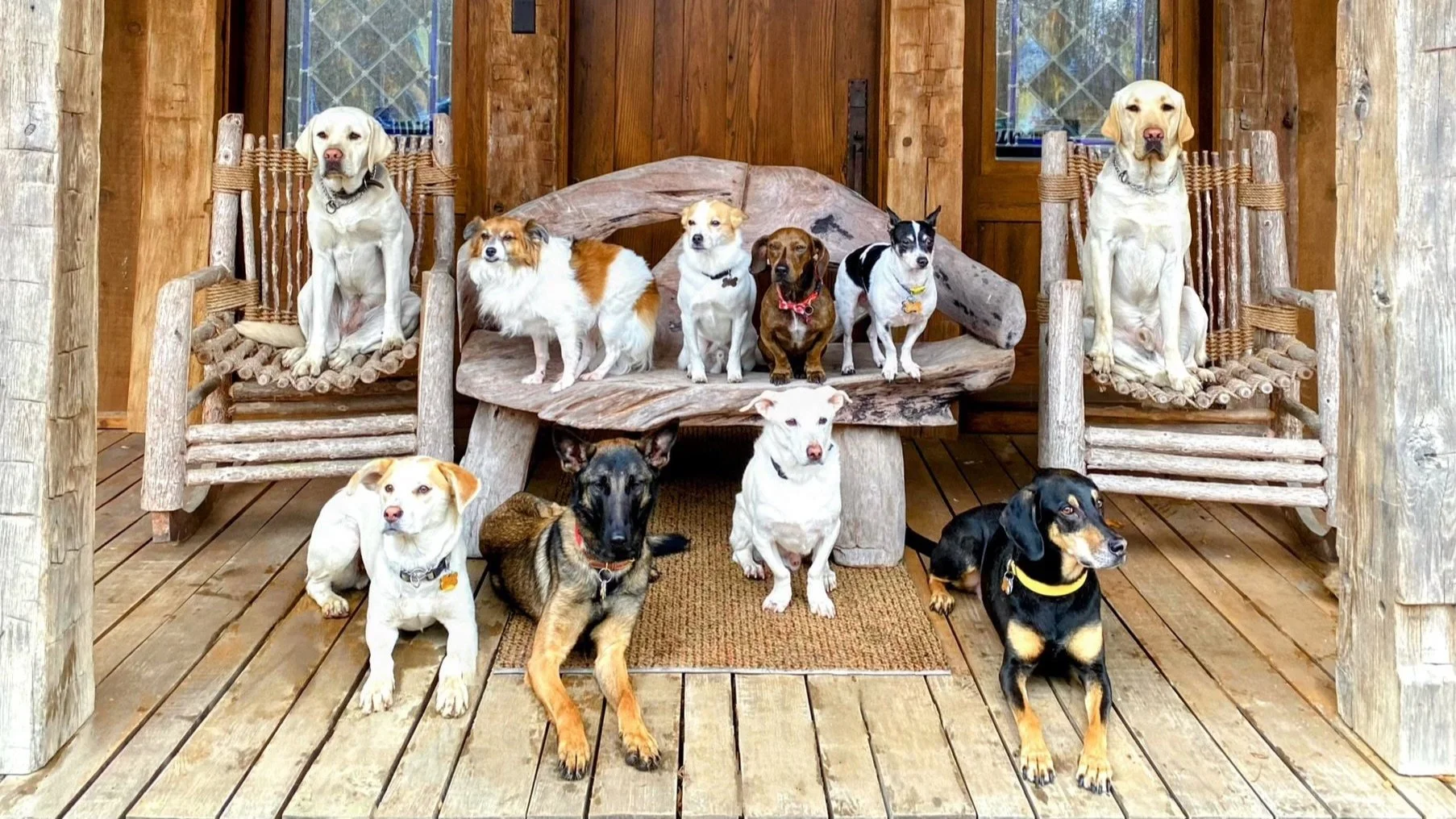 Joel Slaven's Dog Lodge – Professional dog training and dog boarding in ...