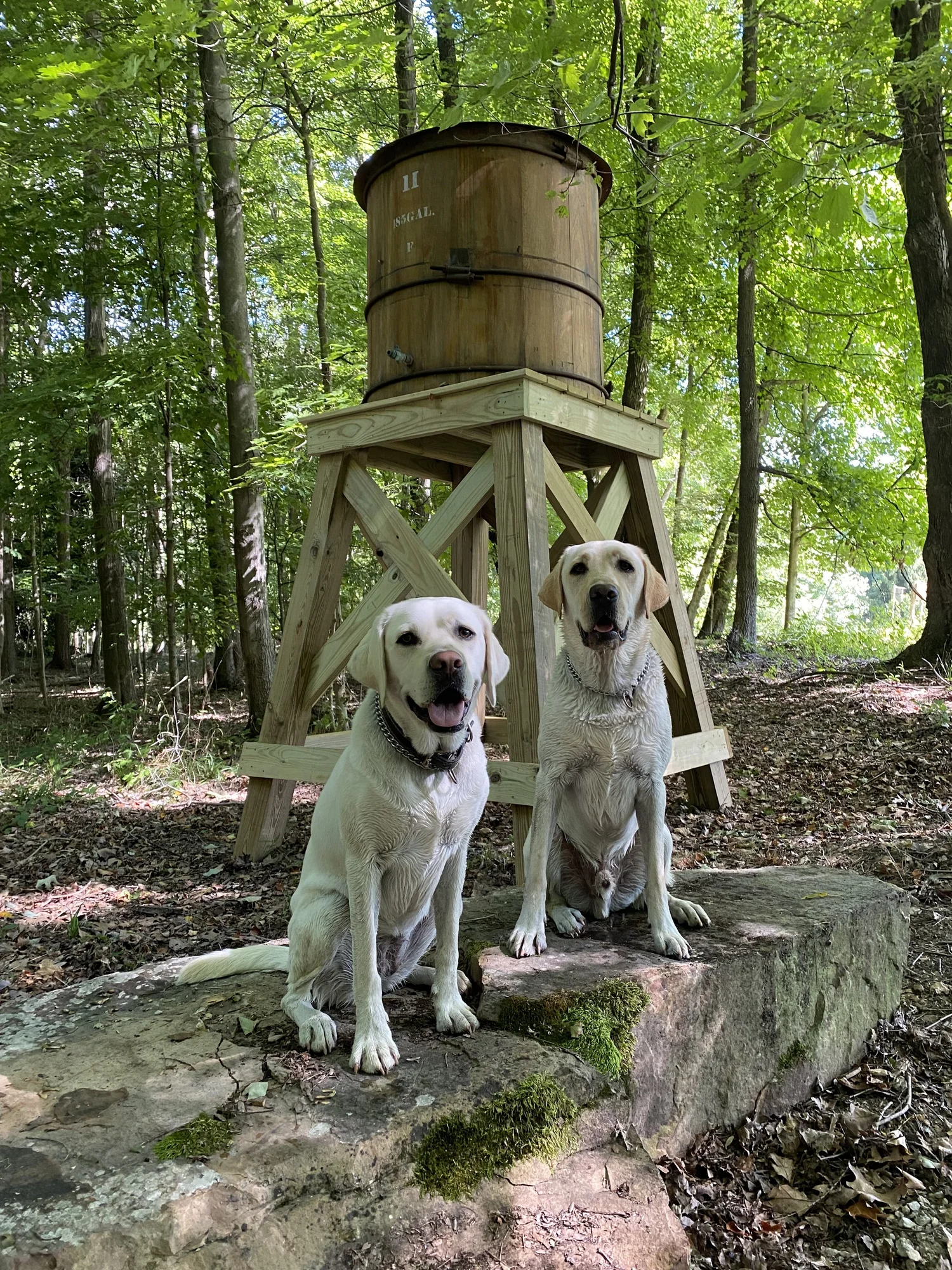 Dog Training in Central Ohio. Joel Slaven's Dog Lodge in Alexandria ...