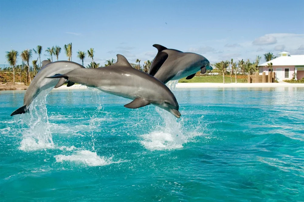 Bahamas Bliss: 10 Must-Try Water Activities for a Wedding Splash ... Bahamas Bliss: 10 Must-Try Water Activities for a Wedding Splash ...