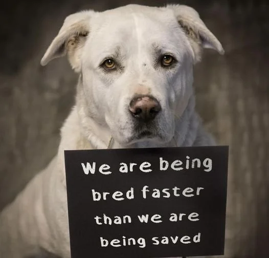 Friends of Detroit Animal Care & Control | Shelter for Homeless Pets