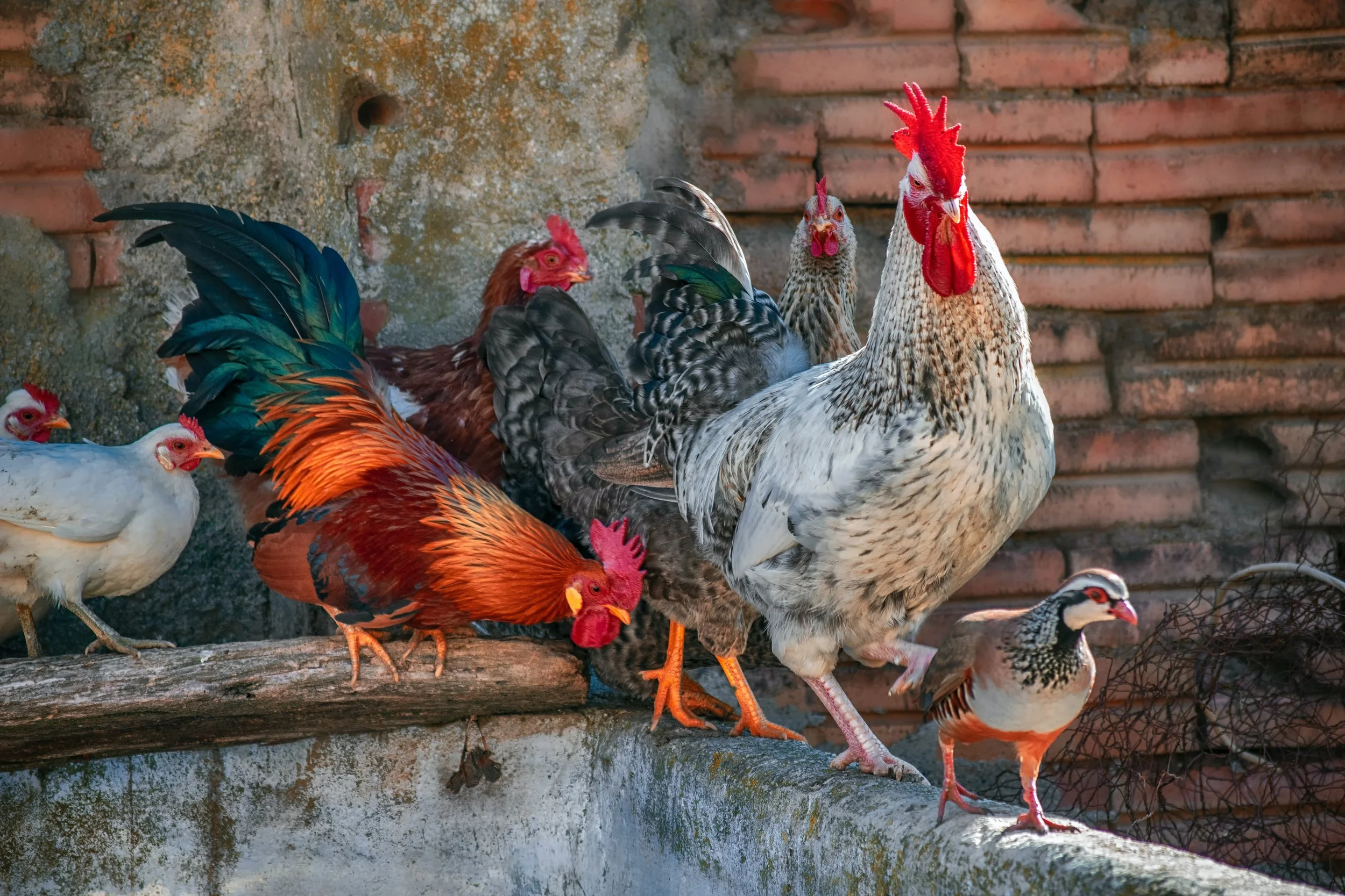 Chickens Are Smarter Than You Think (And Science Can Prove It.) — Legal ...