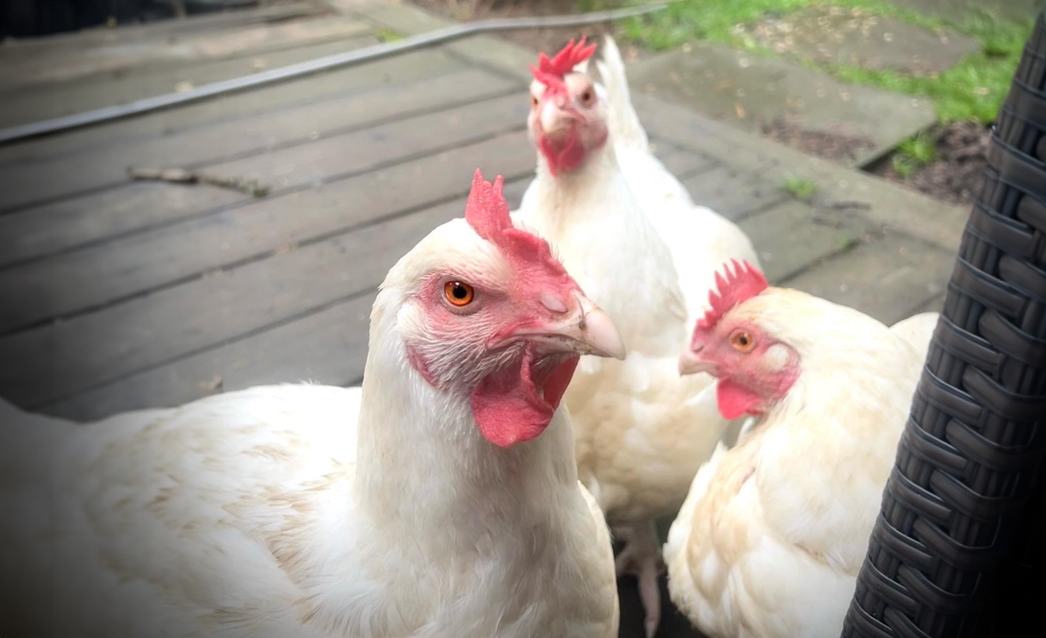 Chickens Are Smarter Than You Think (And Science Can Prove It.) — Legal ...