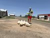 Legal Impact for Chickens | Support Animal Welfare Today