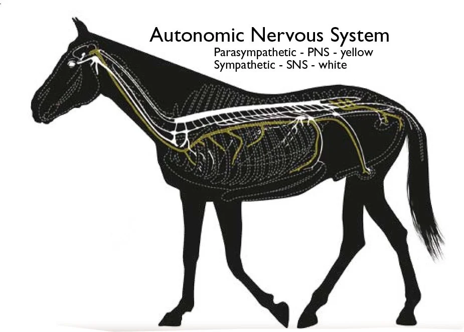 The Nervous System — Equine Link - Connect your Horse - Cranial-Sacral ...
