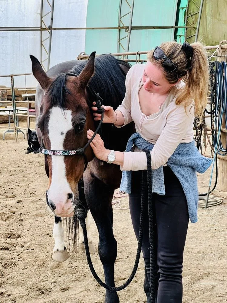 Therapy Approach Equine Link Connect Your Horse Cranial Sacral