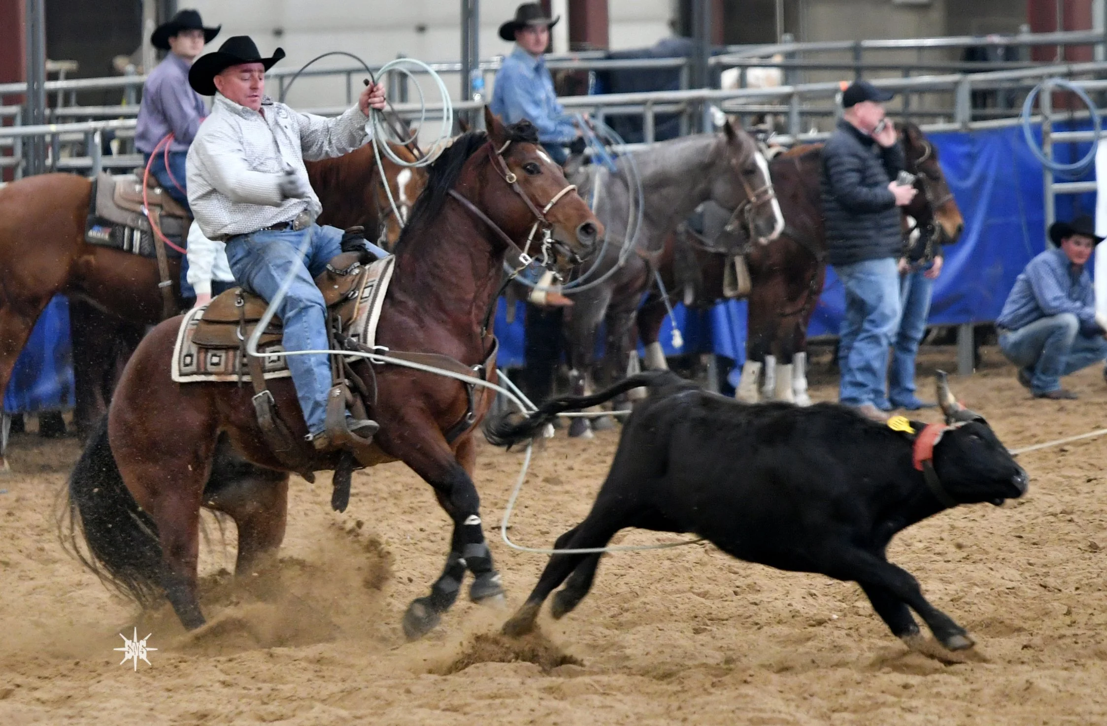 Stallions — Sunup Ranch