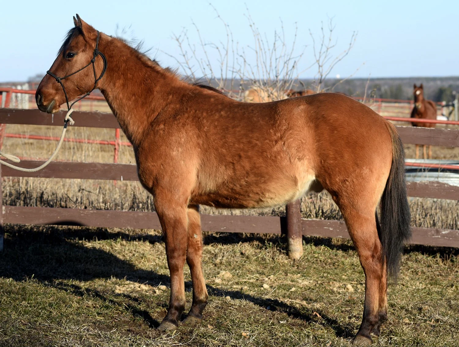 All Dun Now — Sunup Ranch