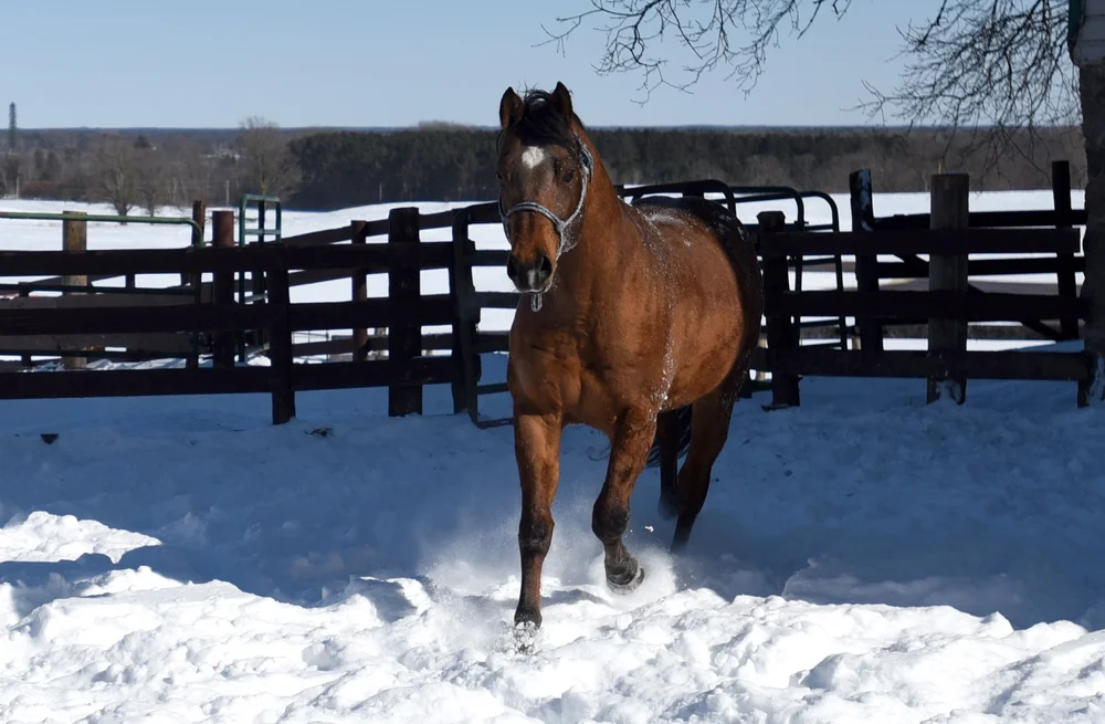 Hey Joe Jack — Sunup Ranch