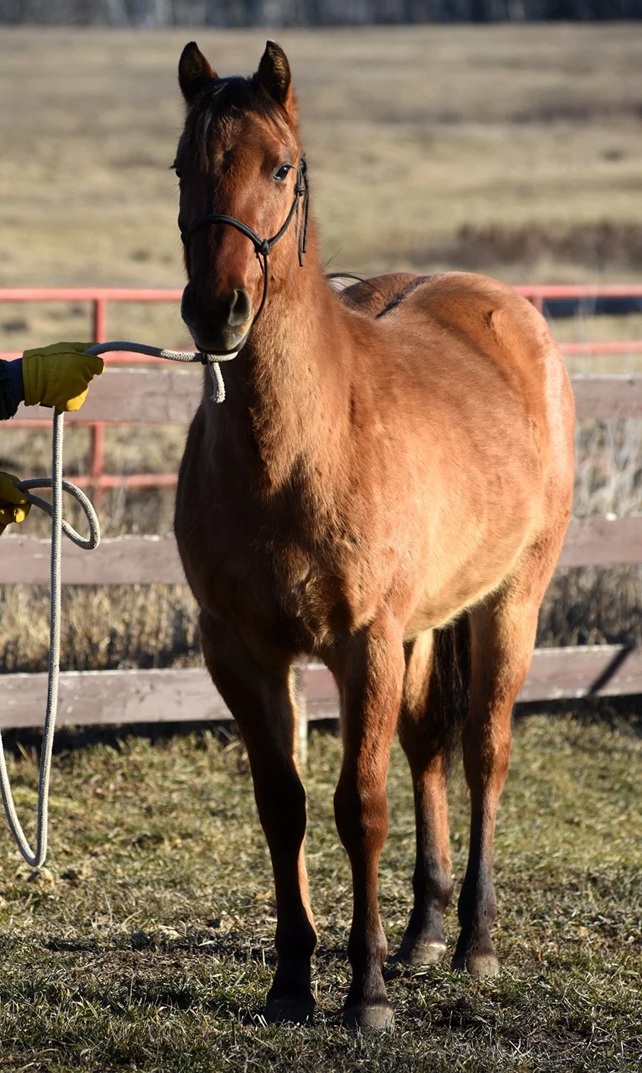 All Dun Now — Sunup Ranch