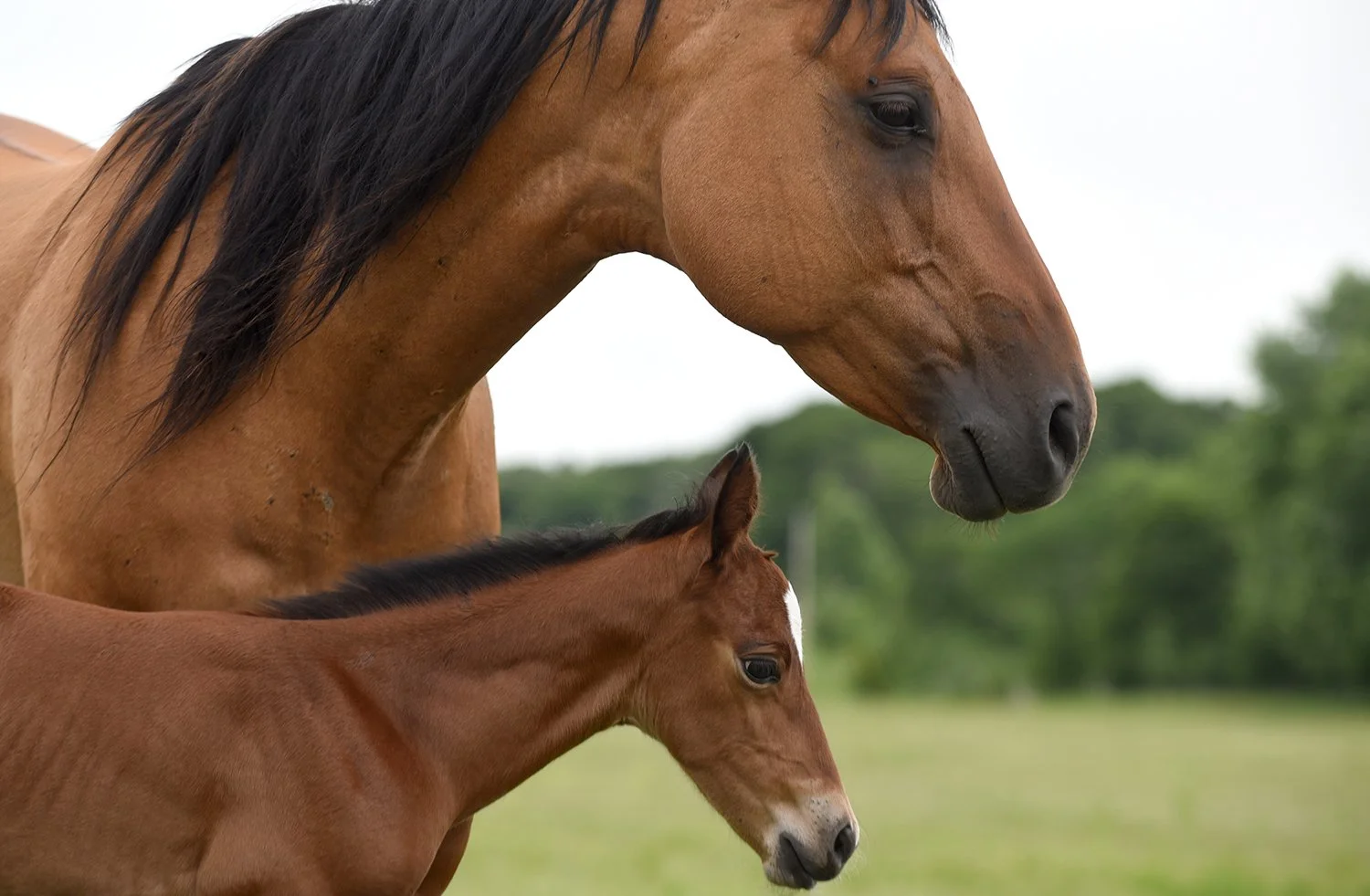 Our Ranch — Sunup Ranch