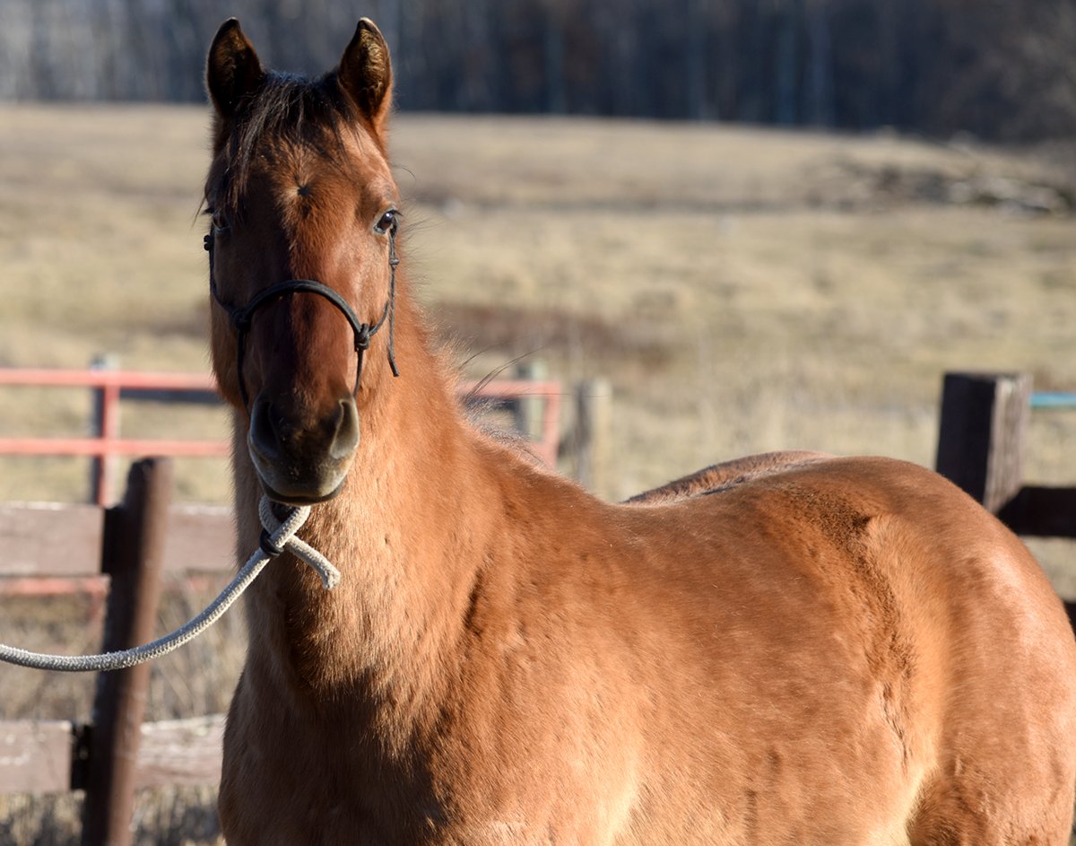 For Sale — Sunup Ranch