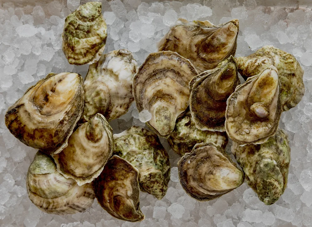 Services 2 — The Scheffer Group