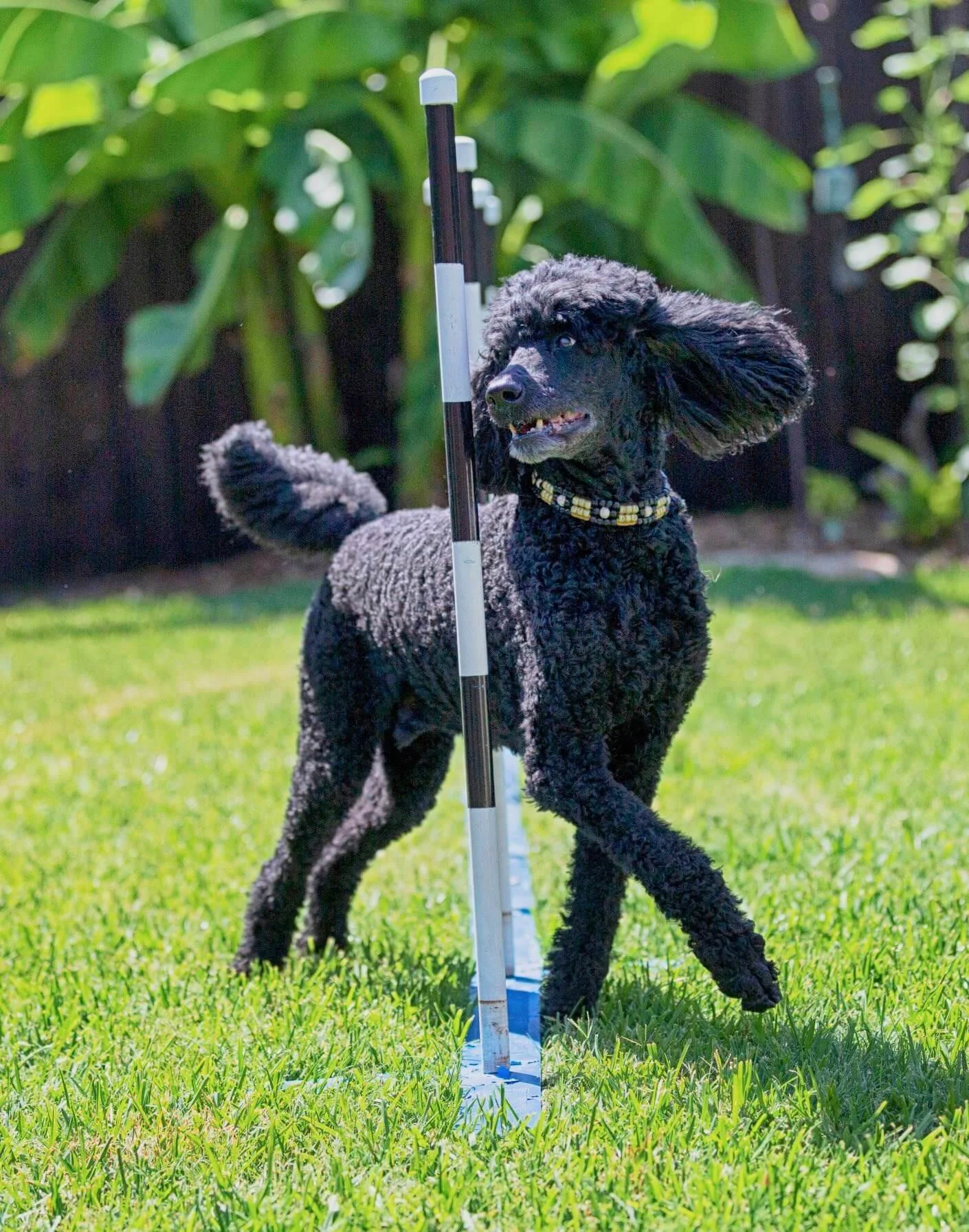 DAWG Training — DAWG Dallas Agility Working Group