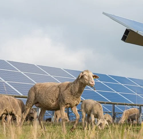 What is Agrivoltaics — Lightstar