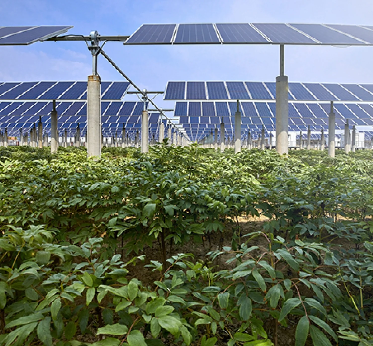 What is Agrivoltaics — Lightstar