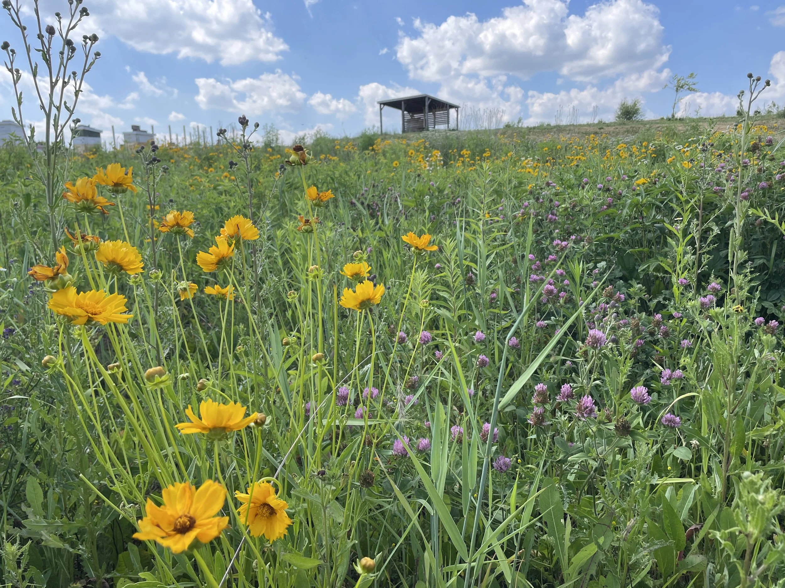 October Land Walk: Natural Lands Restoration — Sharing Our Roots