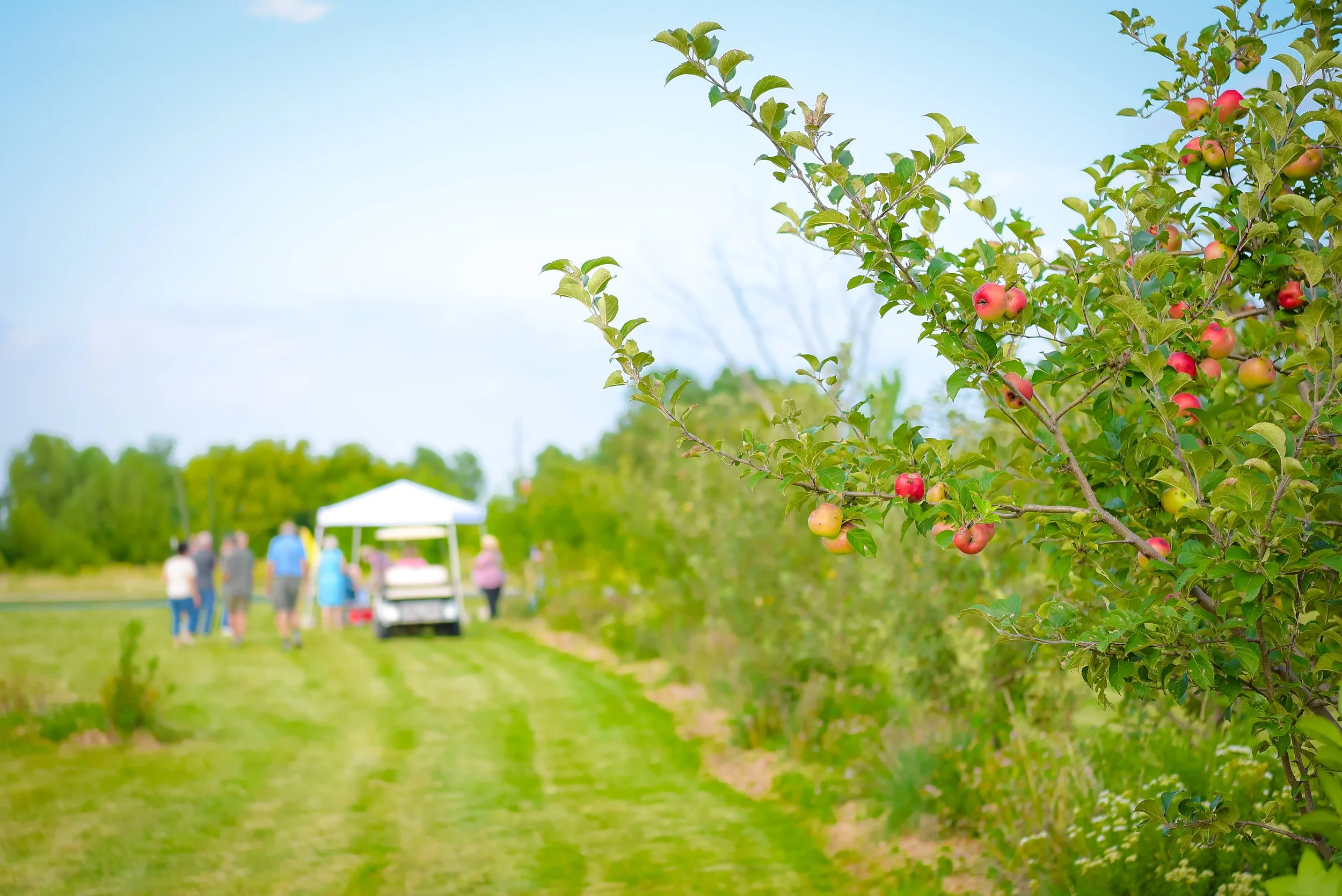 Sharing Our Roots Farm — Sharing Our Roots