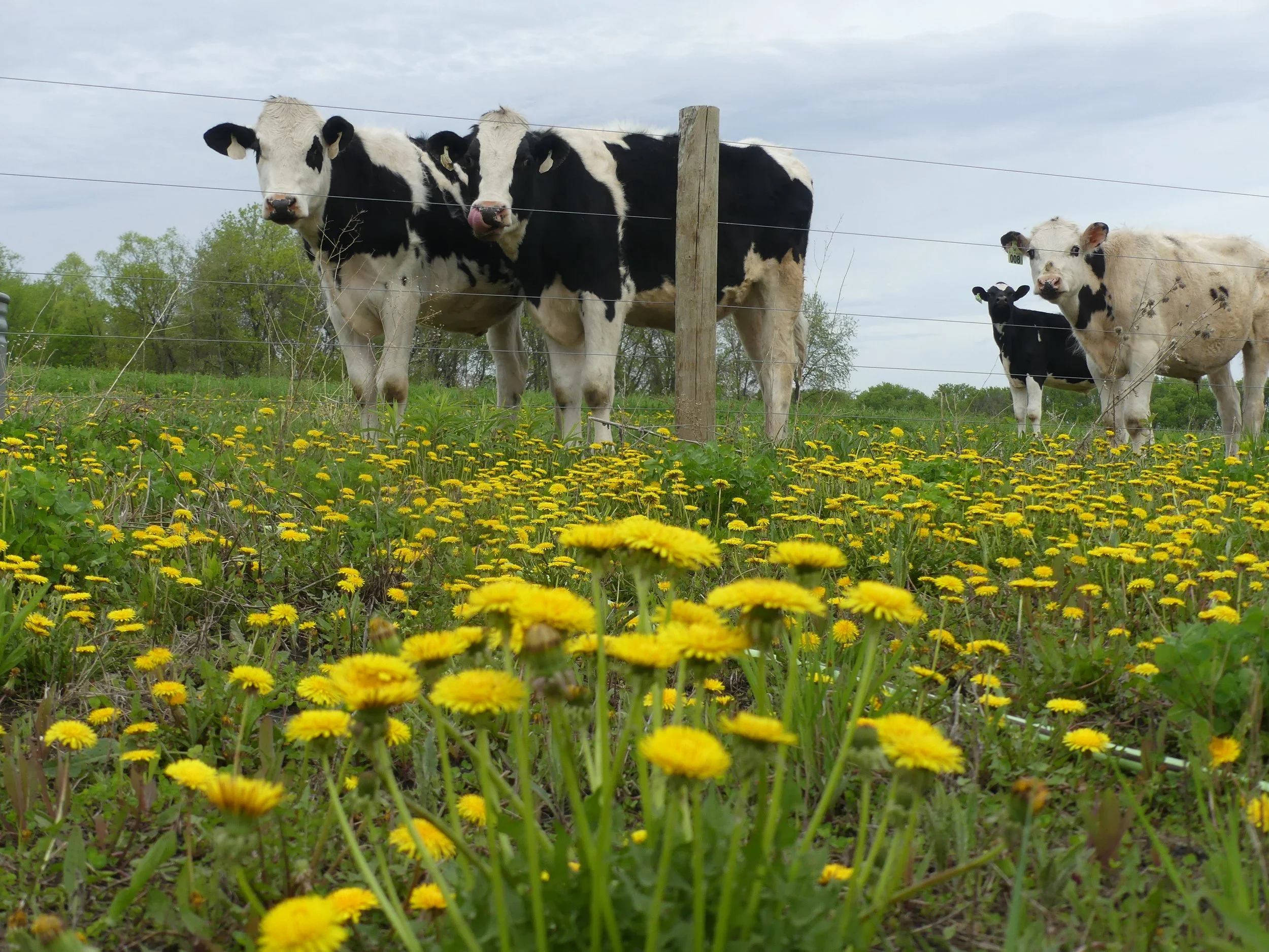 Sharing Our Roots Farm — Sharing Our Roots