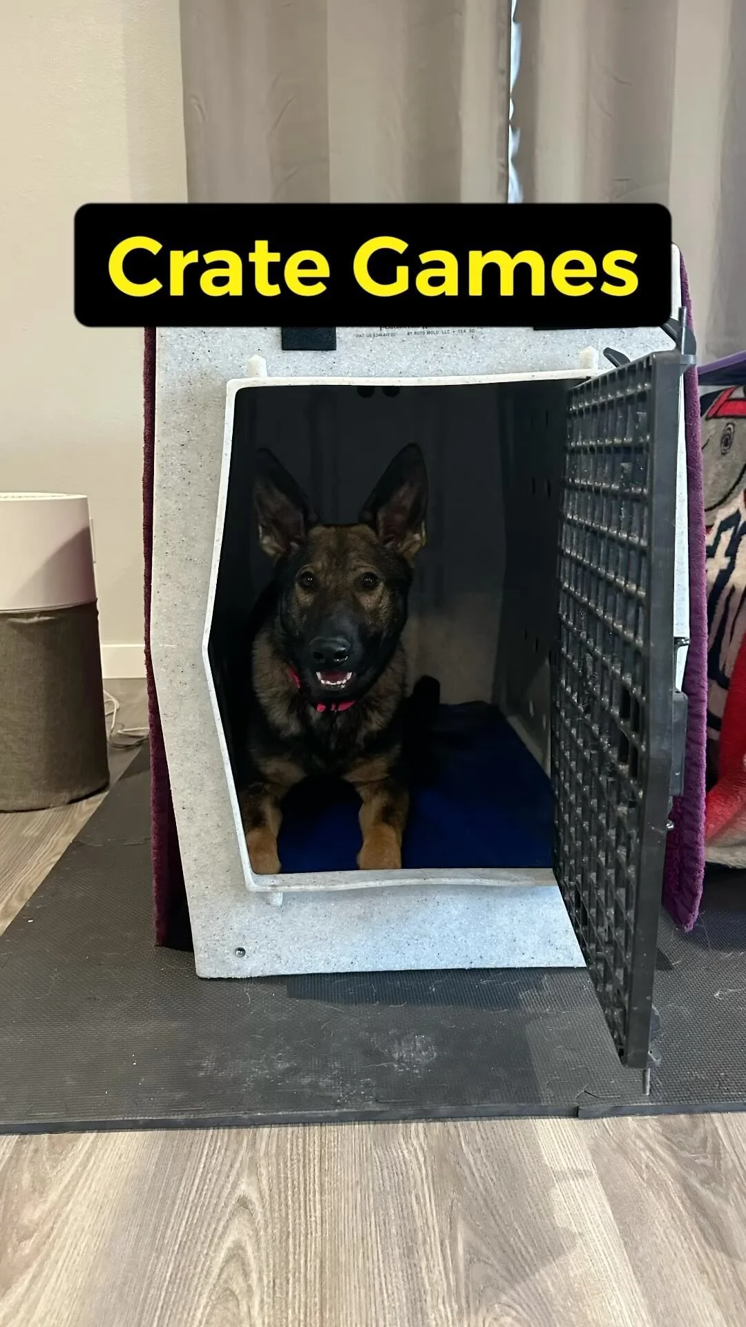Canine Coach Academy