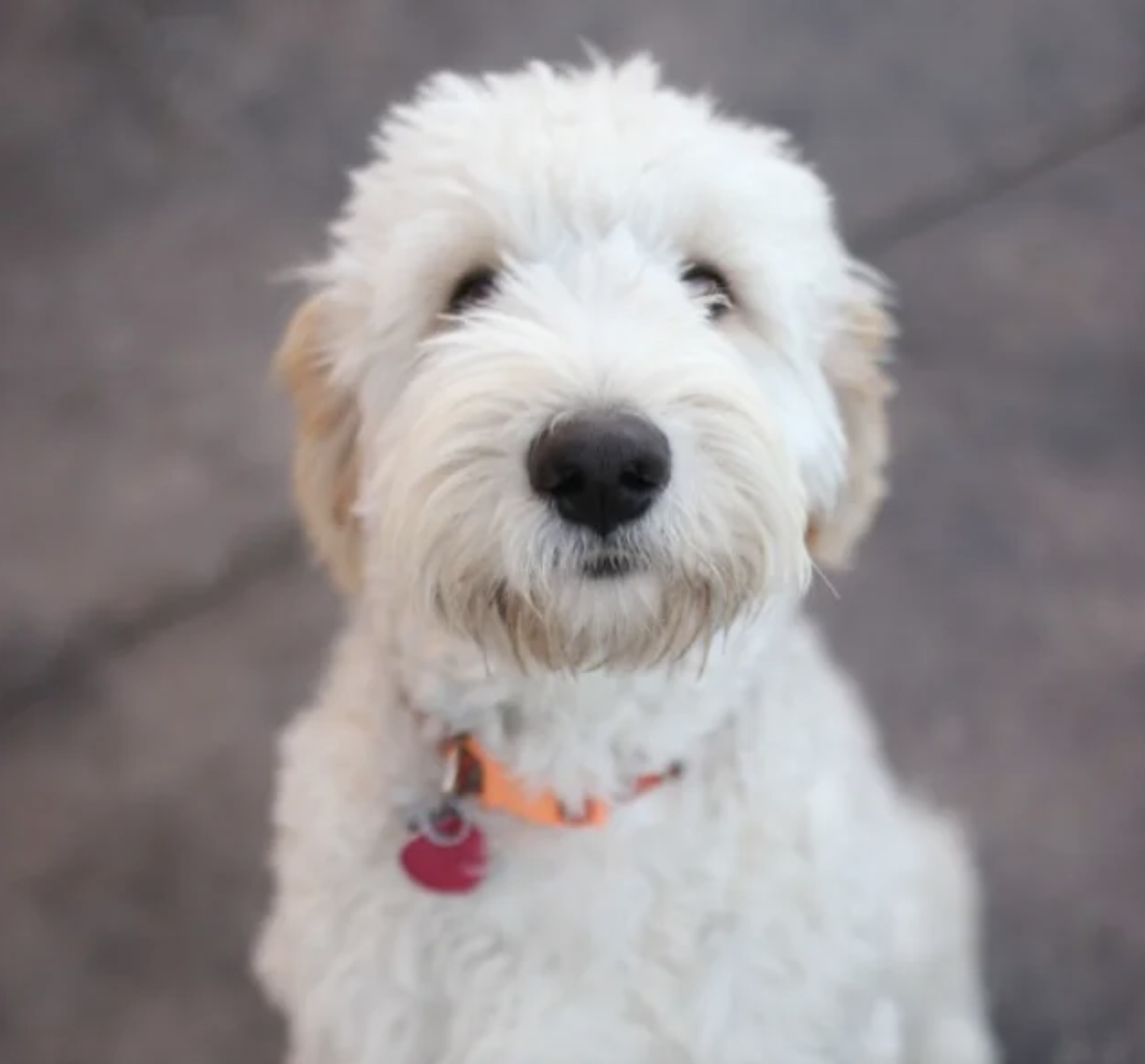 Apply for Adoption — Evergreen Valley PNW Doodles, Olympia, WA