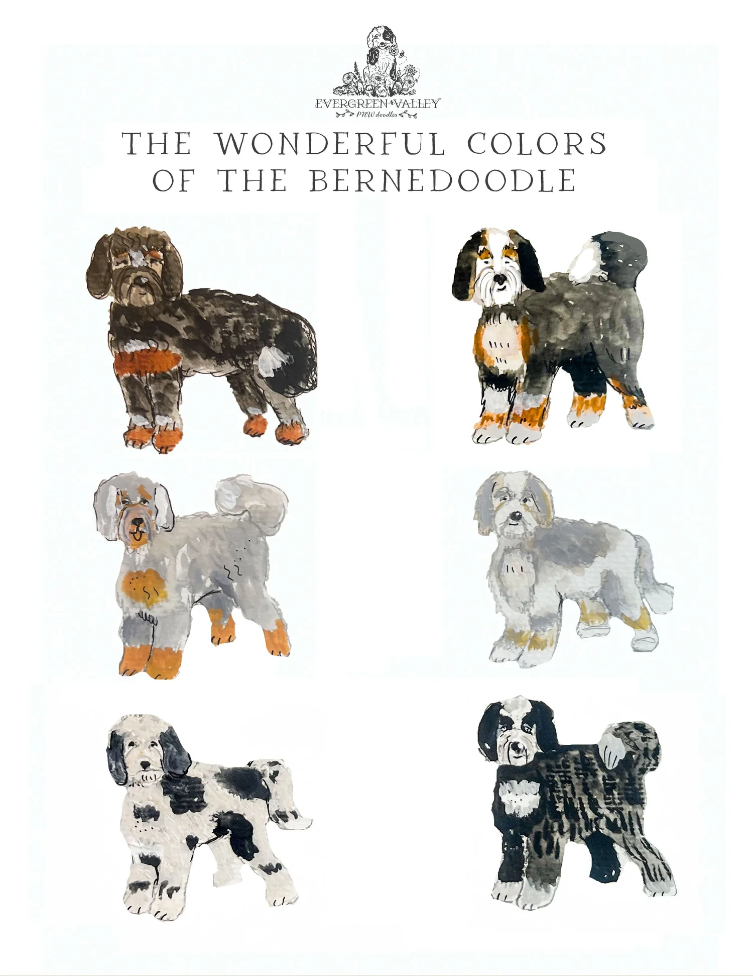 Our Bernedoodle Puppies — Evergreen Valley PNW Doodles, Olympia, WA