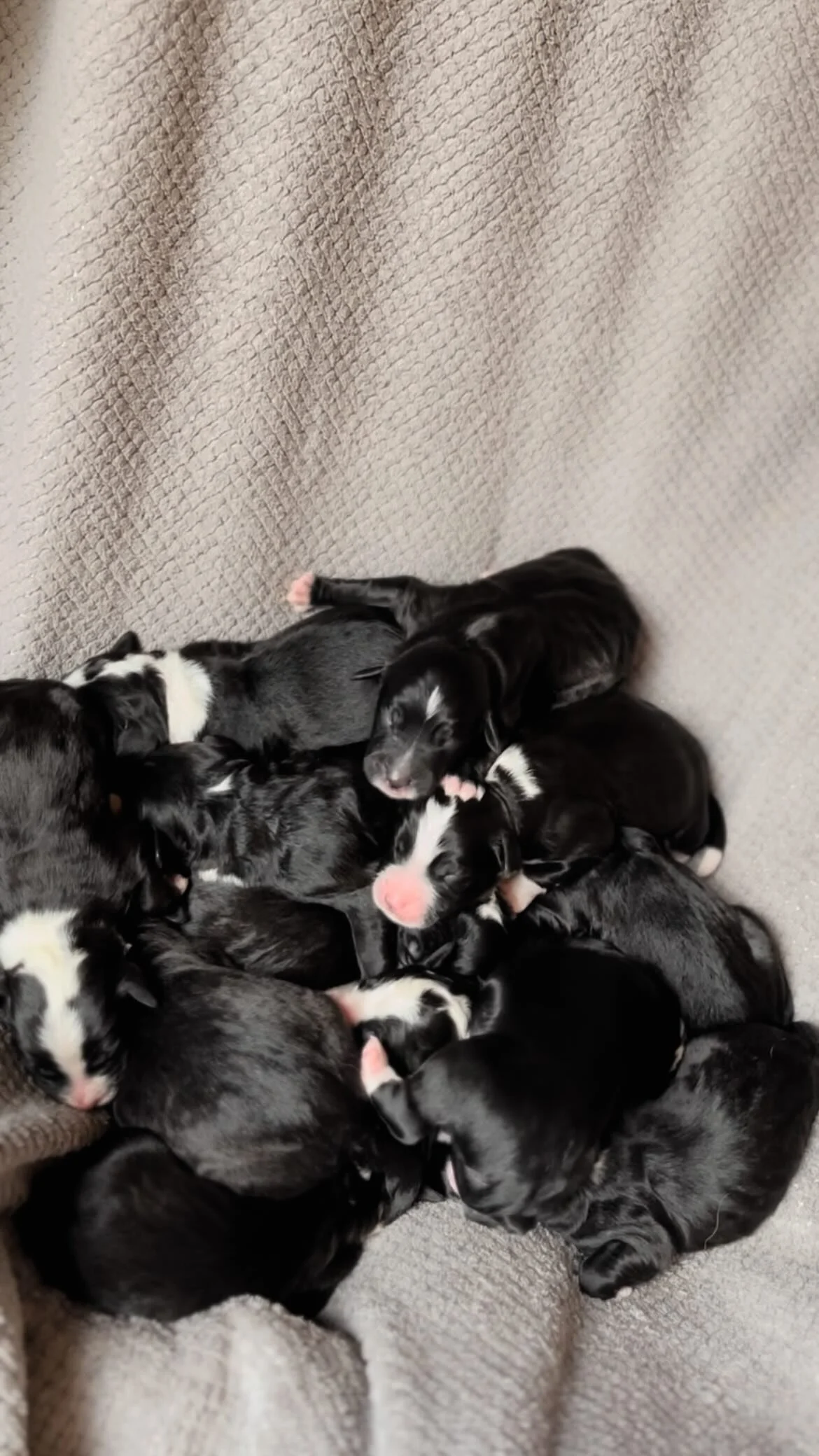 Gallery 3 — Evergreen Valley PNW Doodles, Olympia, WA