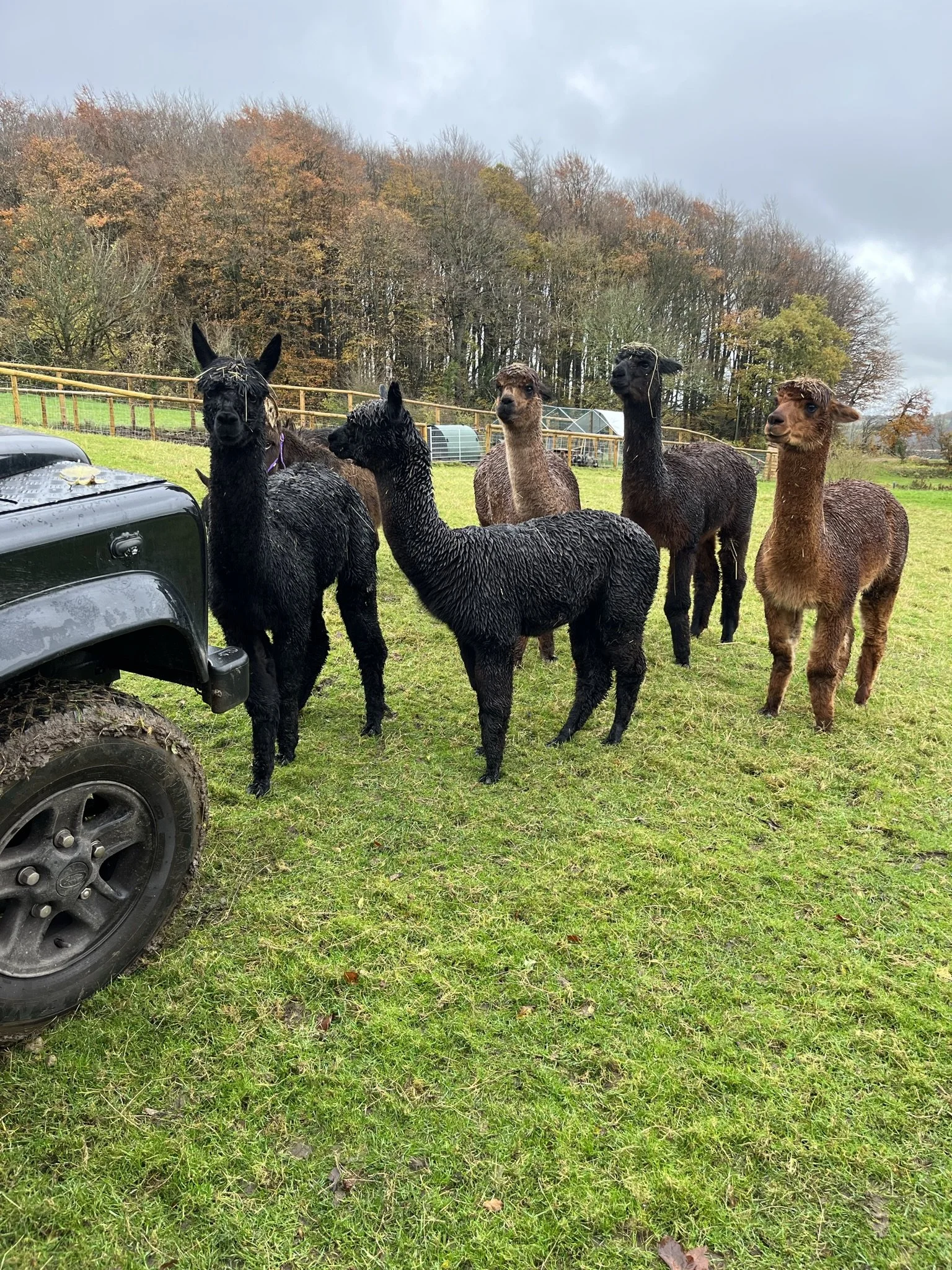 Sycamore Smallholding