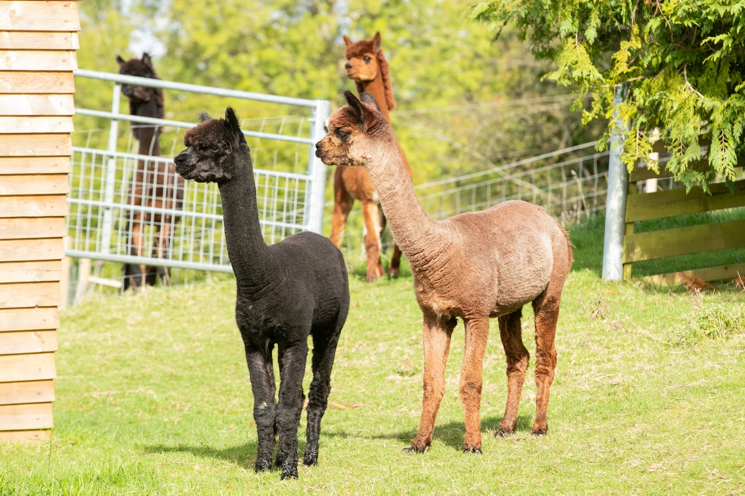 Sycamore Smallholding