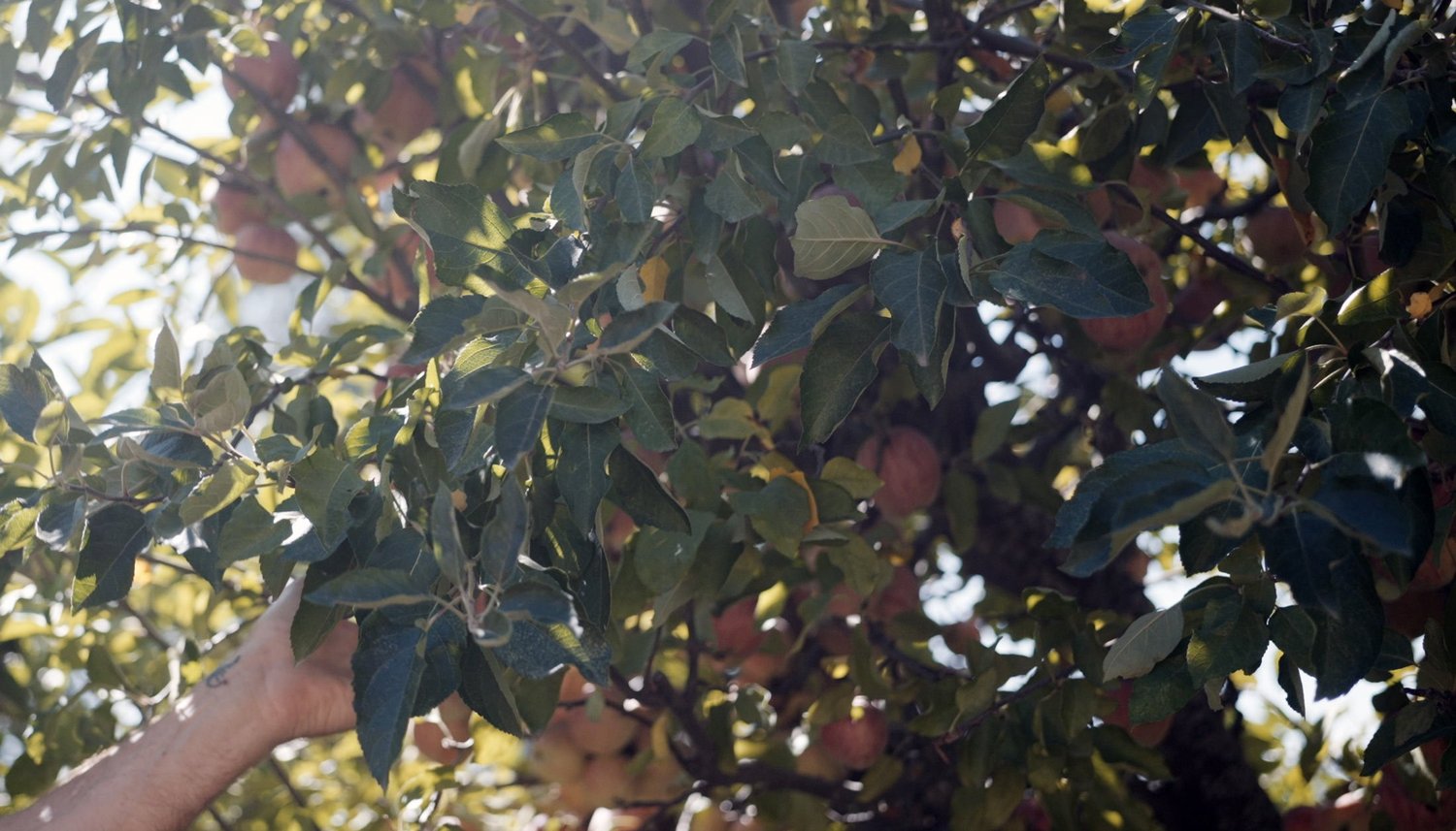 Julian Apple Picking at Orchard Hill — Orchard Hill