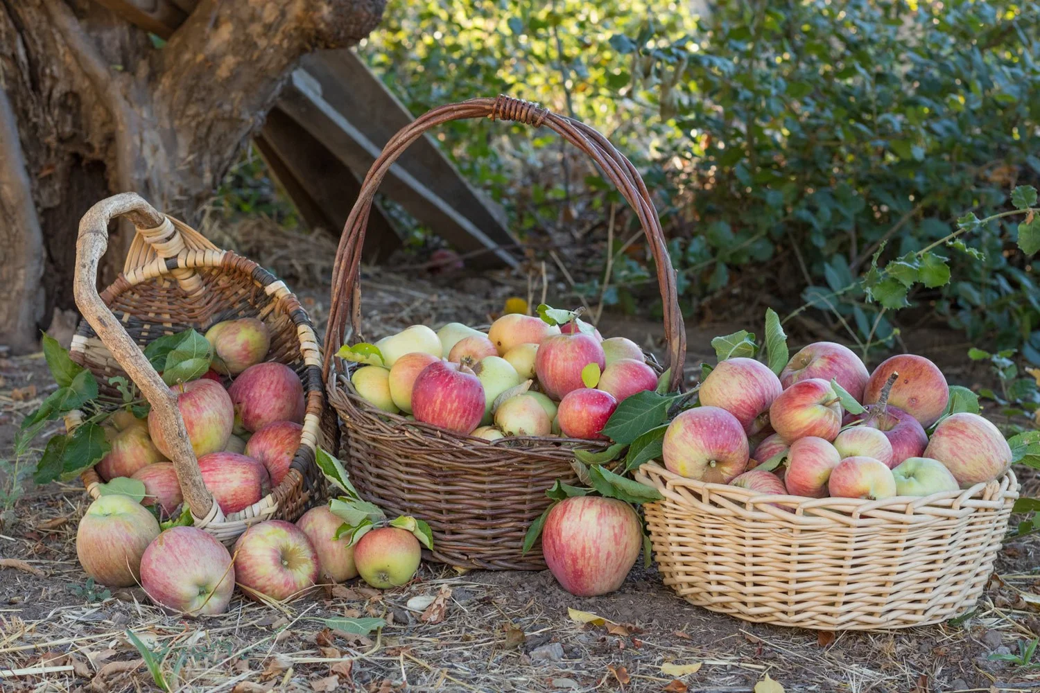 Julian Apple Picking at Orchard Hill — Orchard Hill