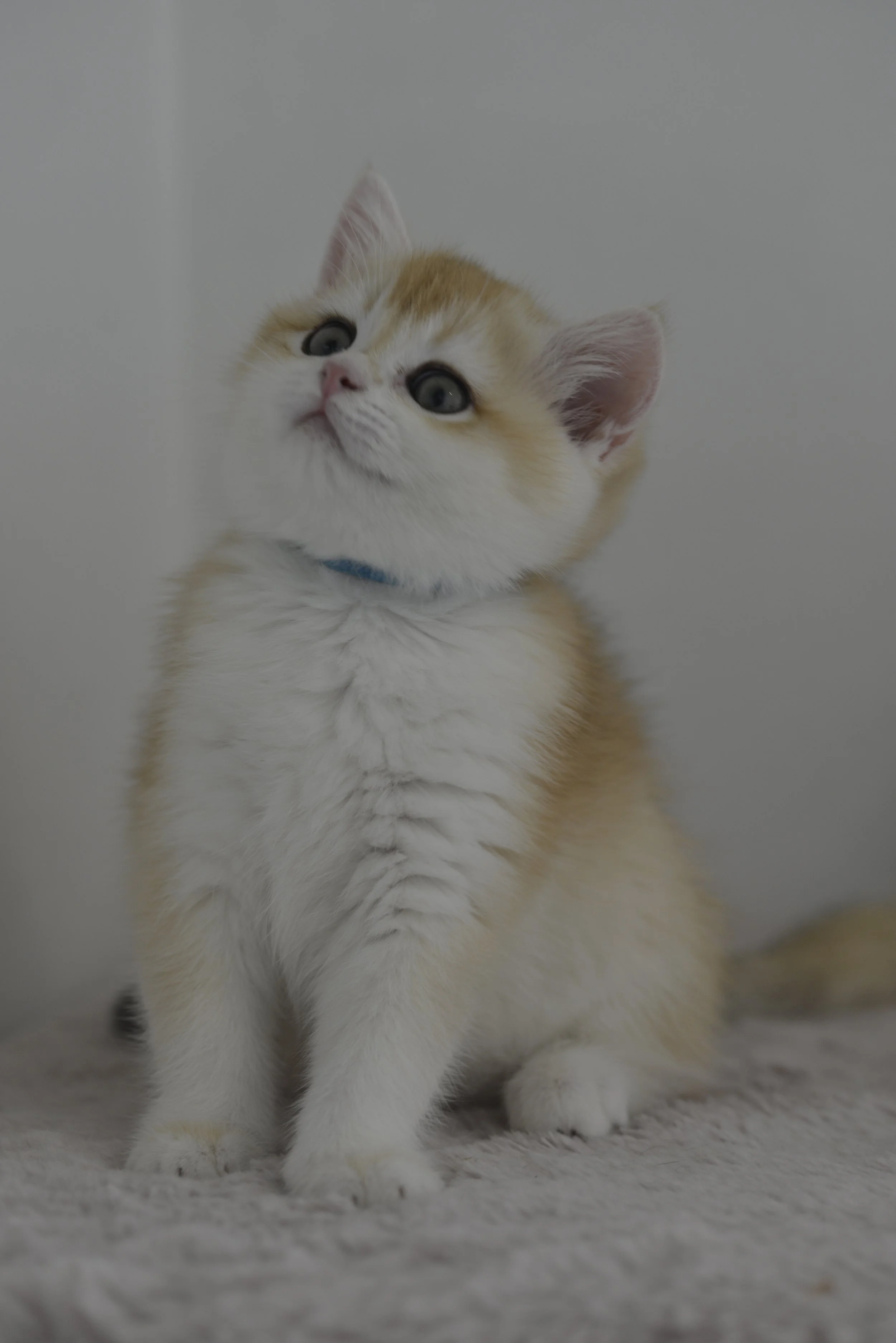 Our Kittens — Mateicats