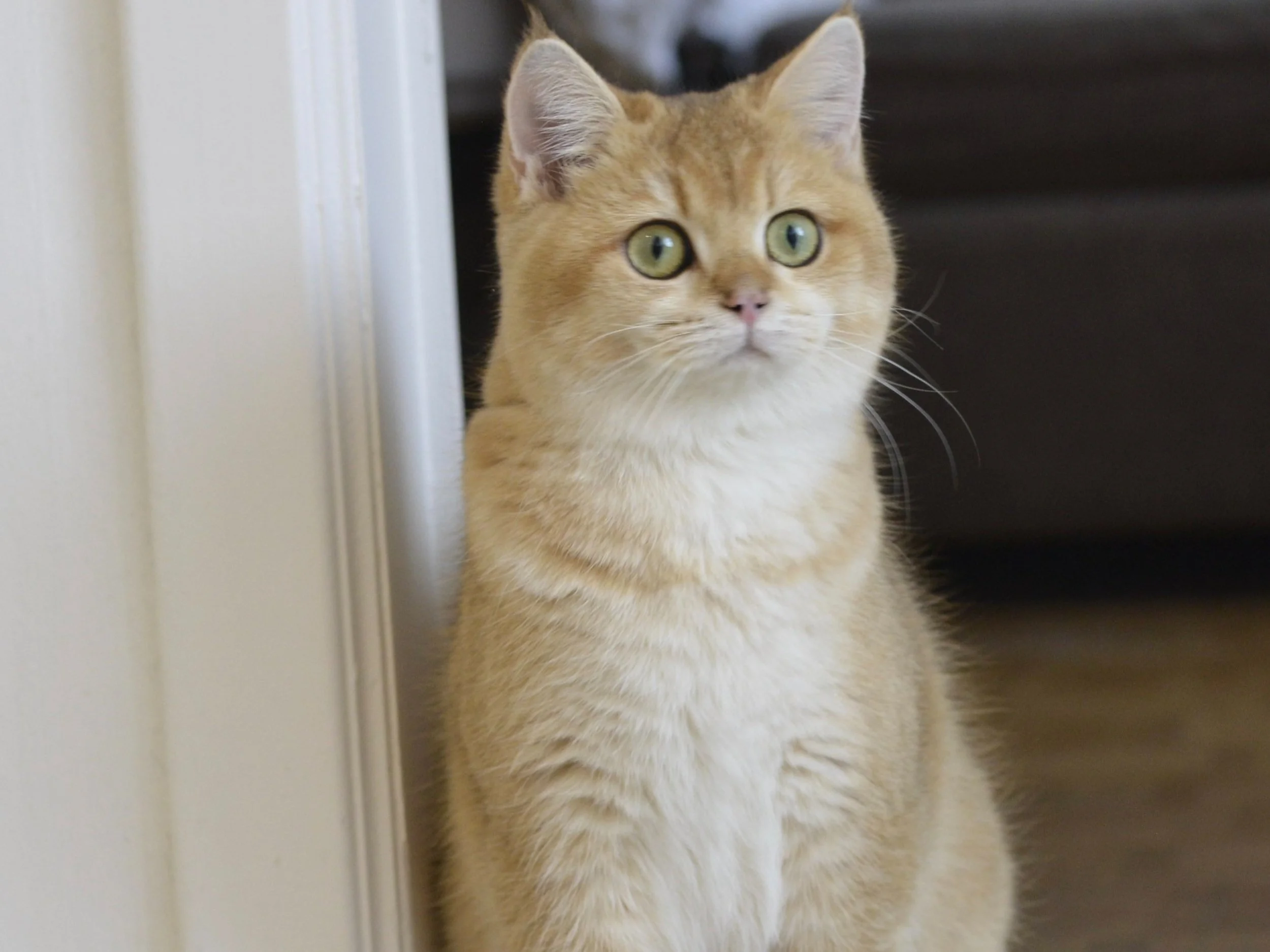 The Parents — Mateicats