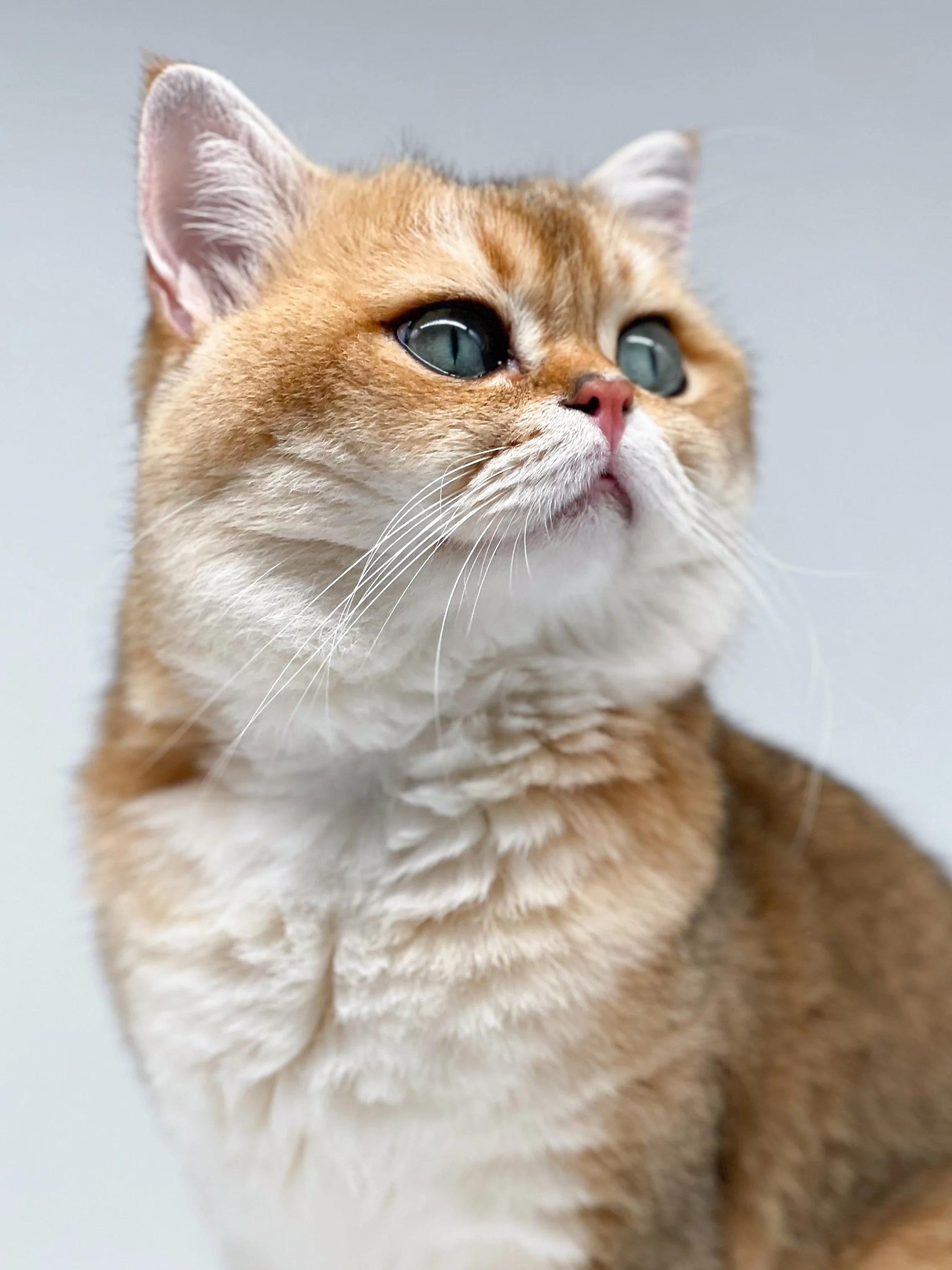 The Parents — Mateicats