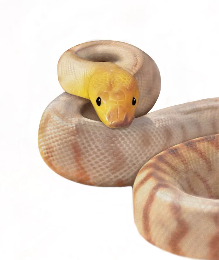 Woma Python — Artimalia