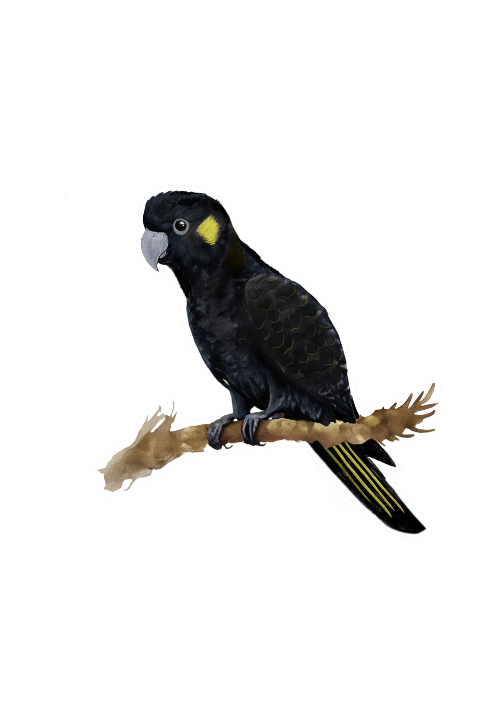 Yellow Tailed Black Cockatoo — Artimalia