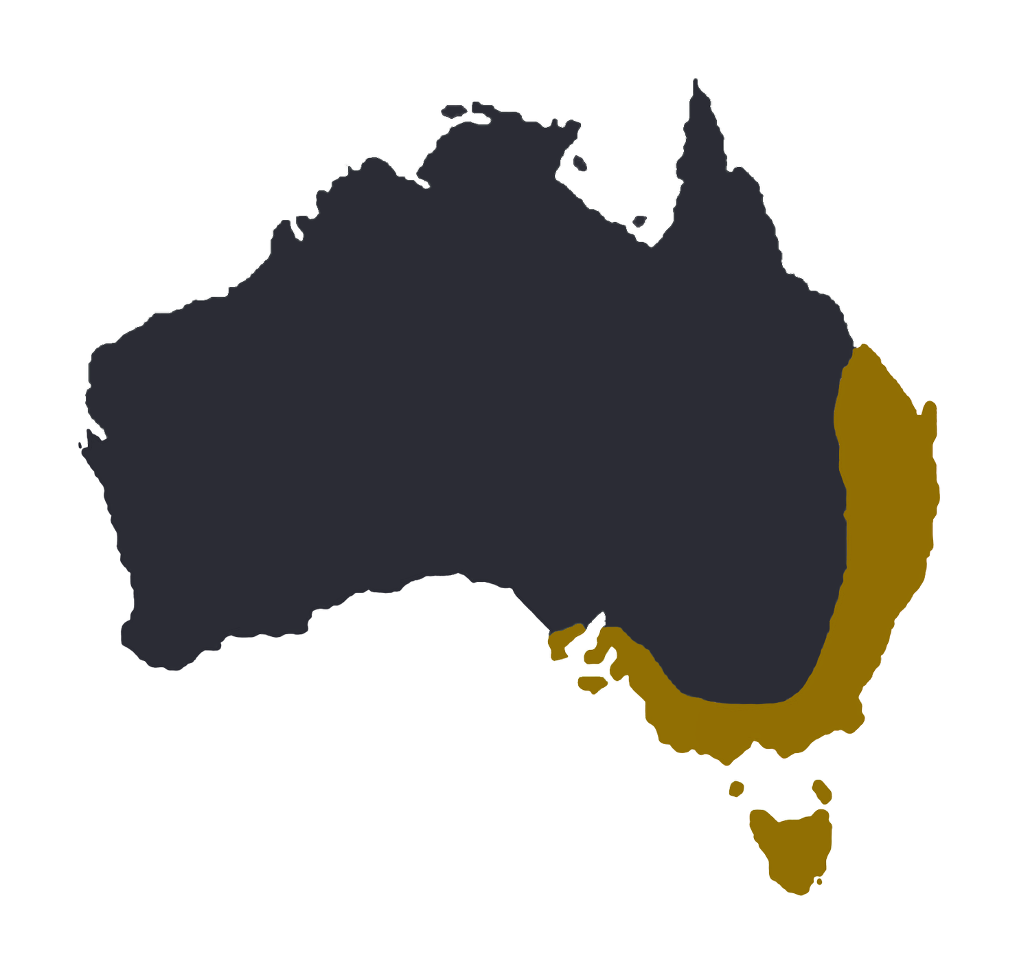 Yellow-Tailed Black-Cockatoo — Artimalia