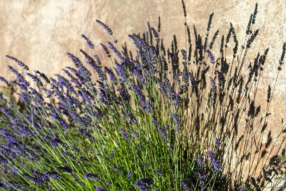 Sproutwell - A Brief History of Natural Perfumes (and Why They're Way ...