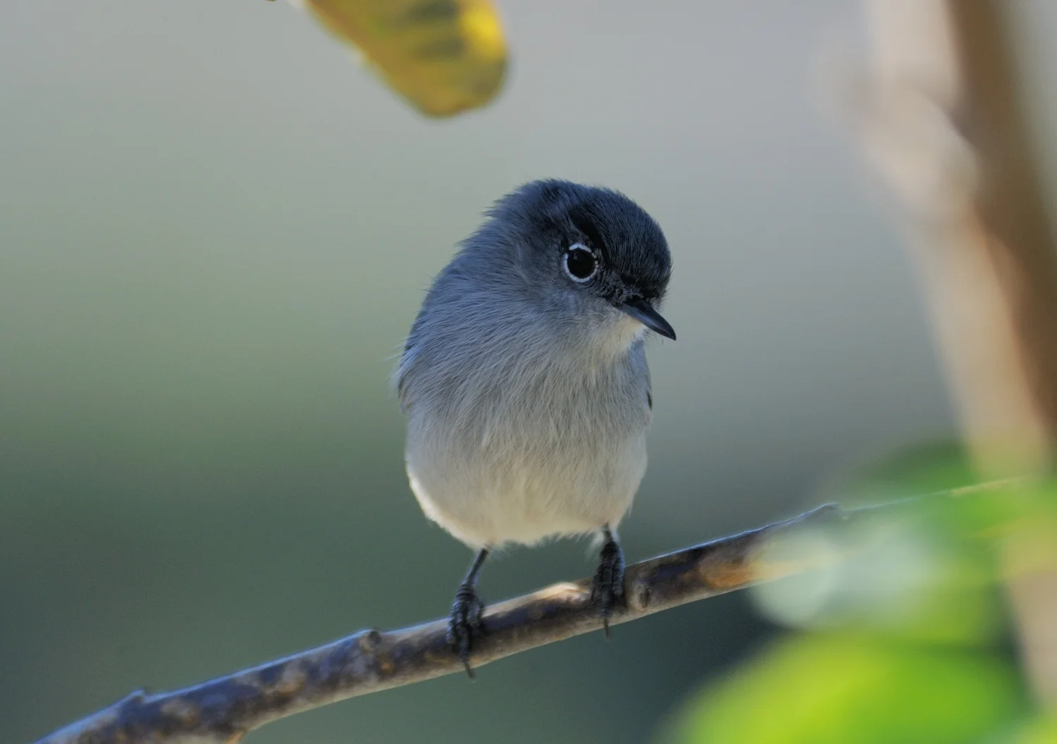 Coastal California Gnatcatcher — Meadowlark Consulting