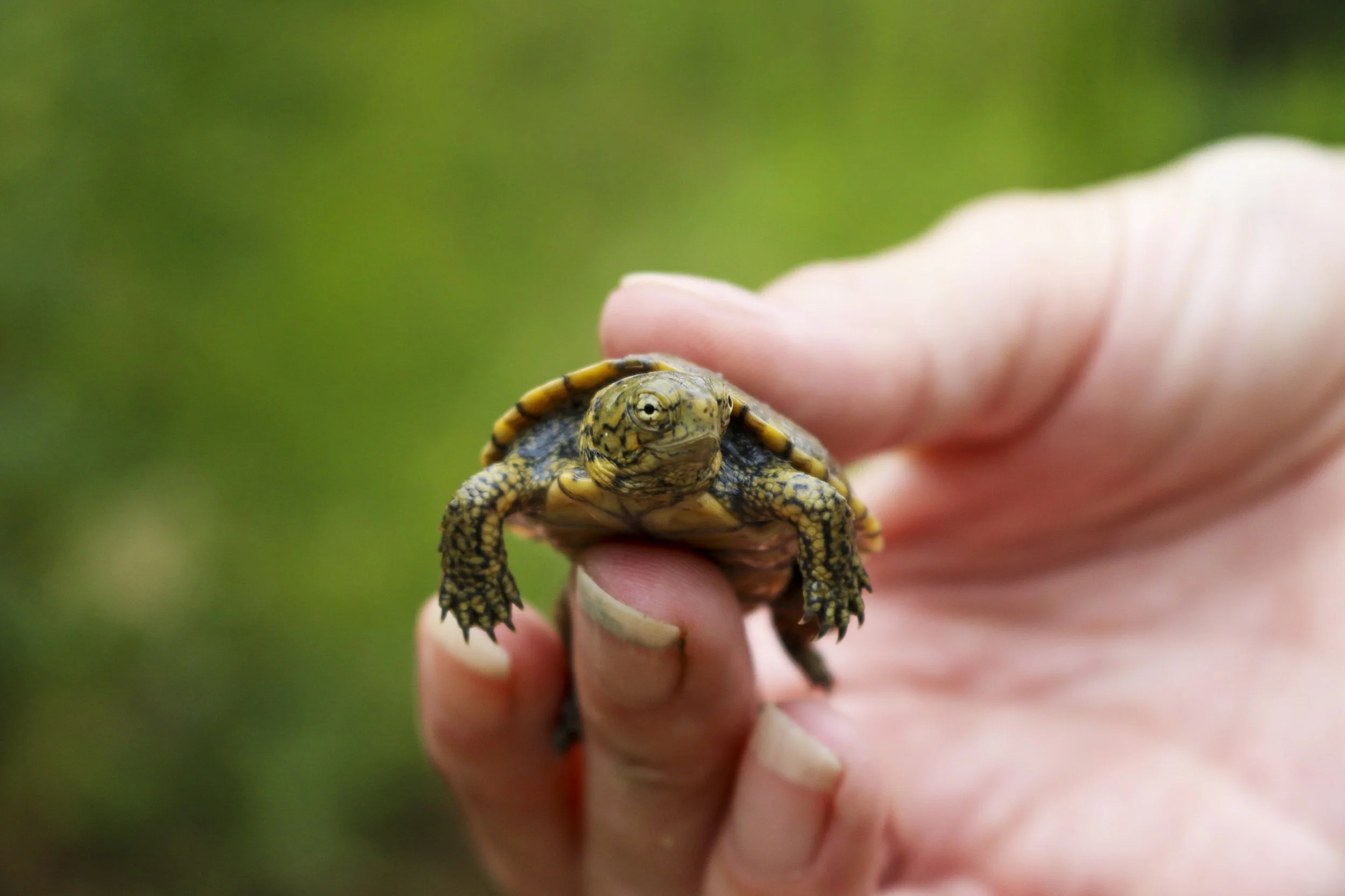 Western Pond Turtle — Meadowlark Consulting