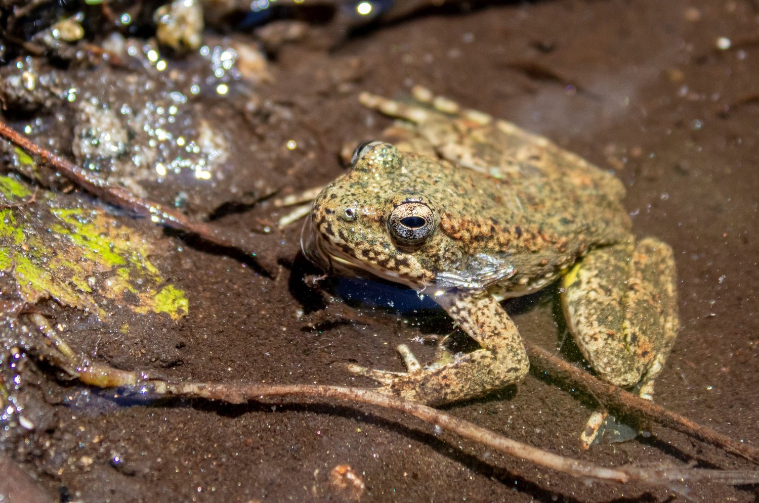 Foothill Yellow-legged Frog — Meadowlark Consulting