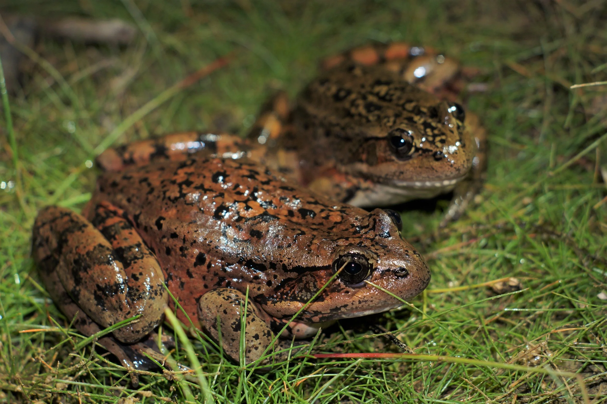 California Red-legged Frog — Meadowlark Consulting