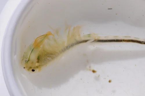 Vernal Pool Fairy Shrimp — Meadowlark Consulting