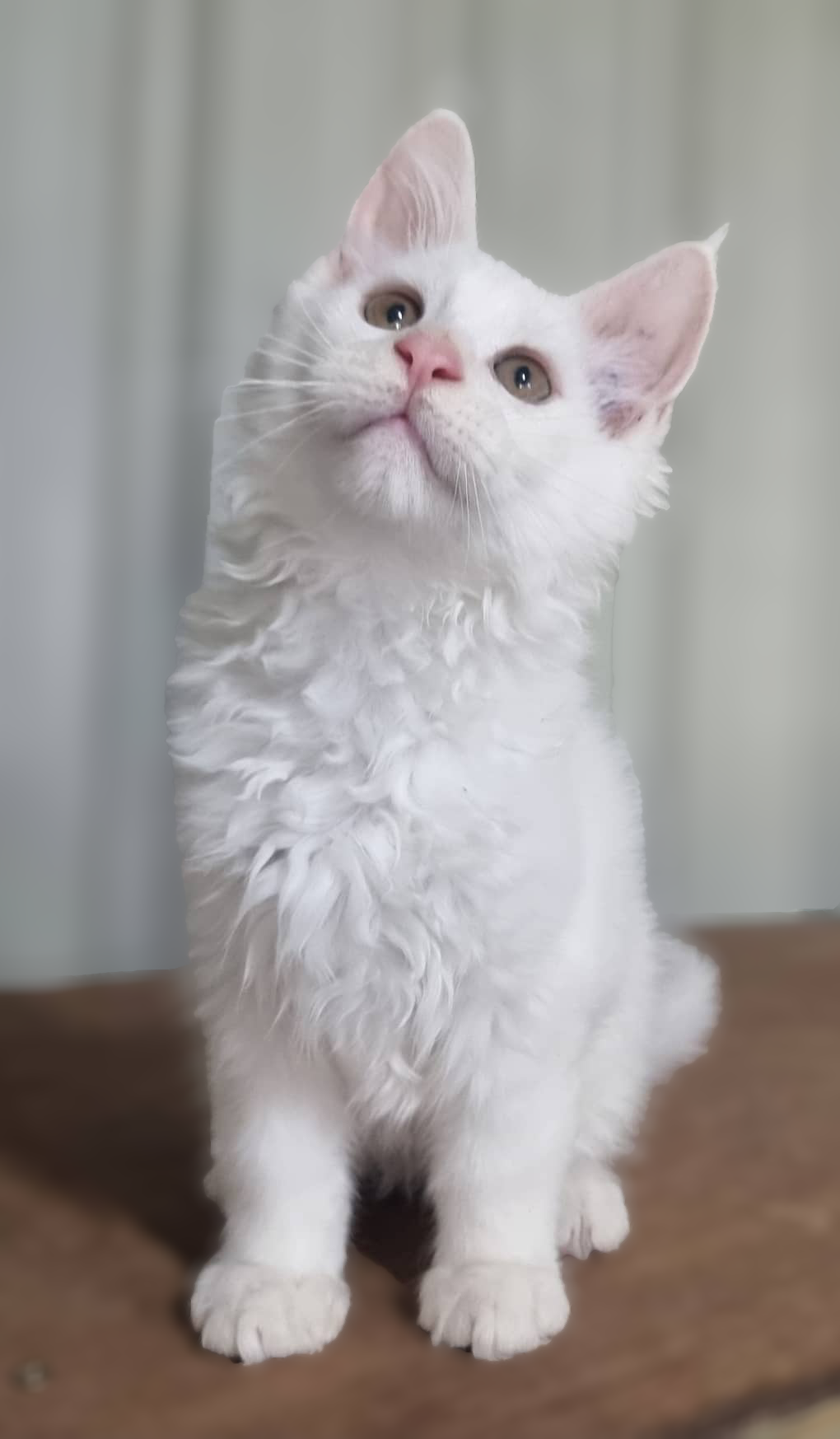 Maine Coon Kitten Singapore - Genesis Ragdoll — Genesis Ragdoll