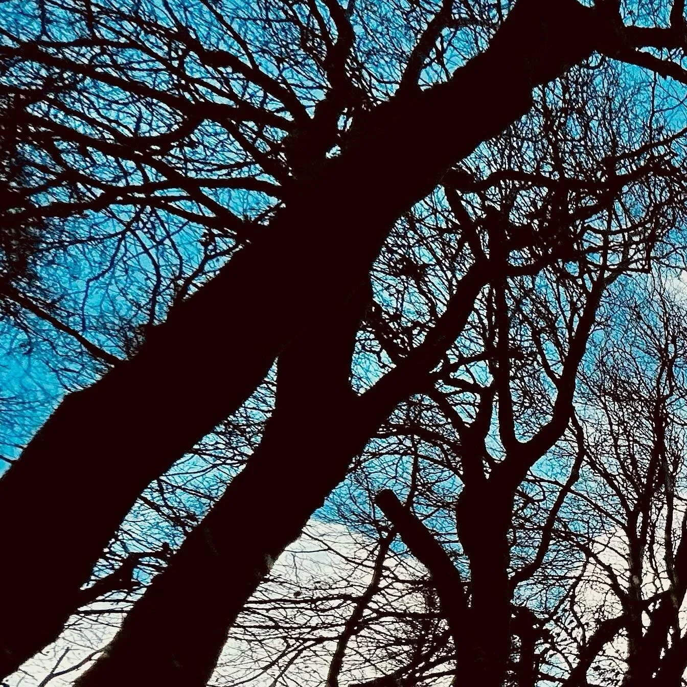 eleanor rankin dailey