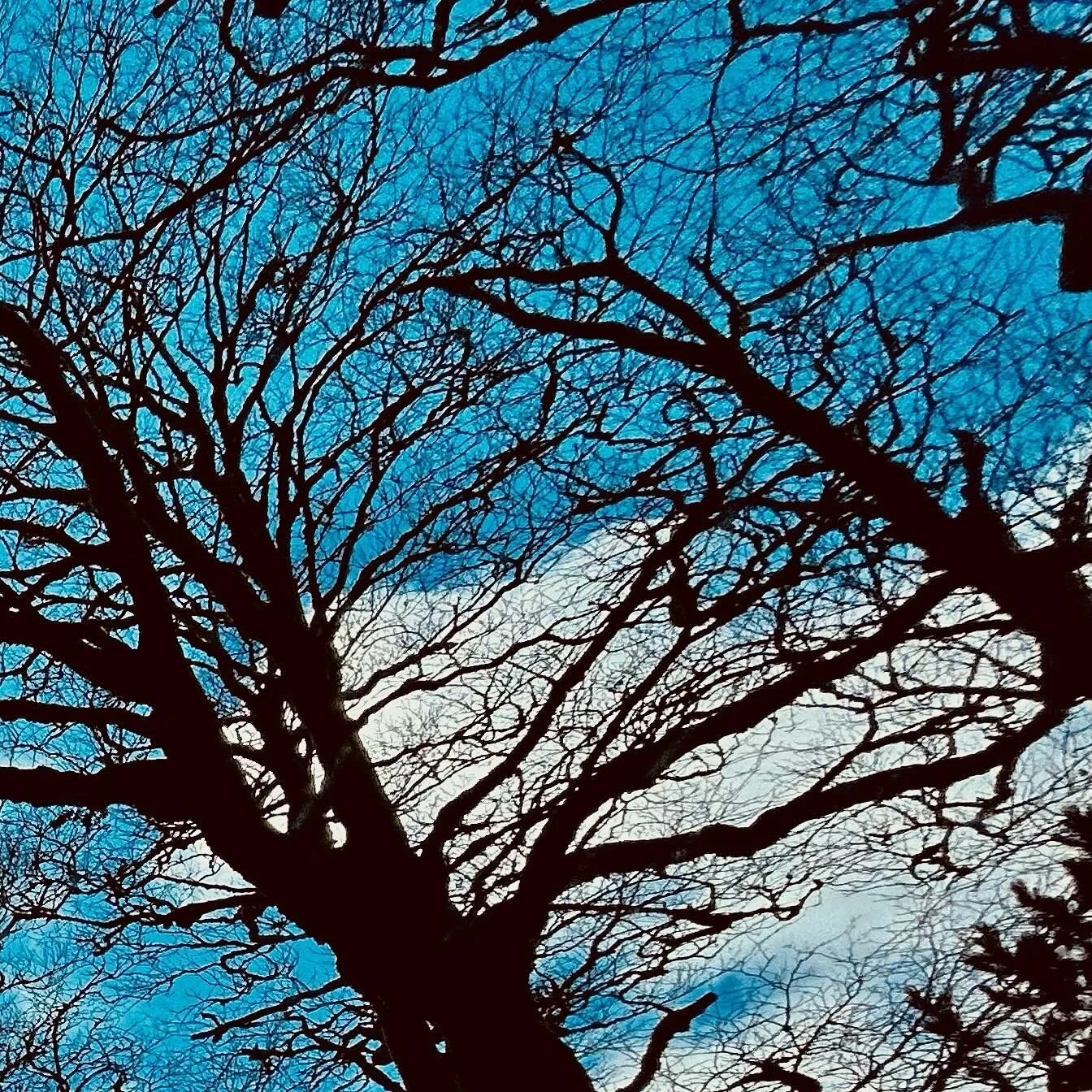 eleanor rankin dailey