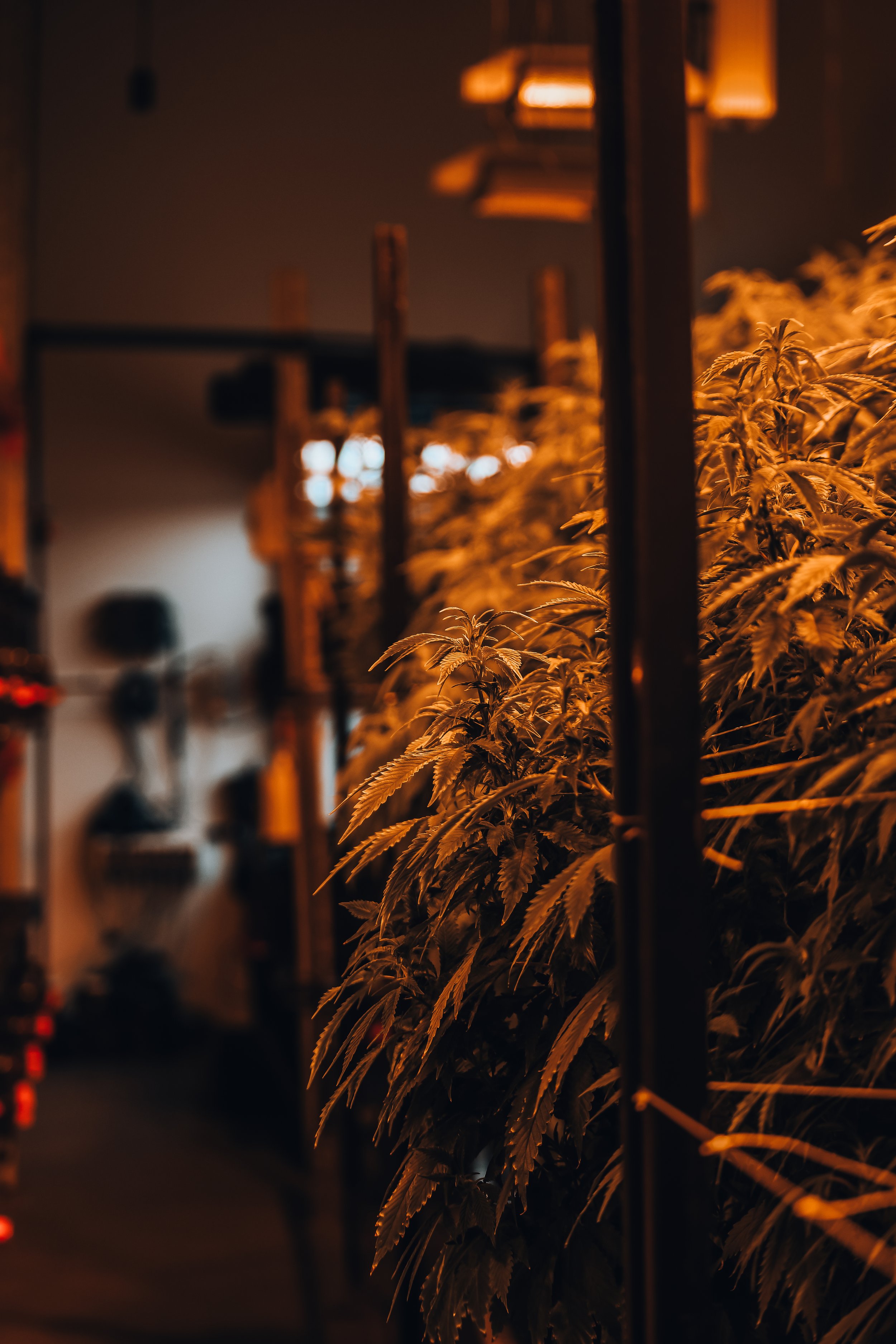 Cilo Cybin: Personalized Healthcare Solutions, Medical Cannabis ...